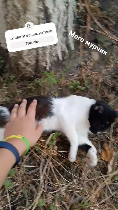 милий котик під деривом - YouTube