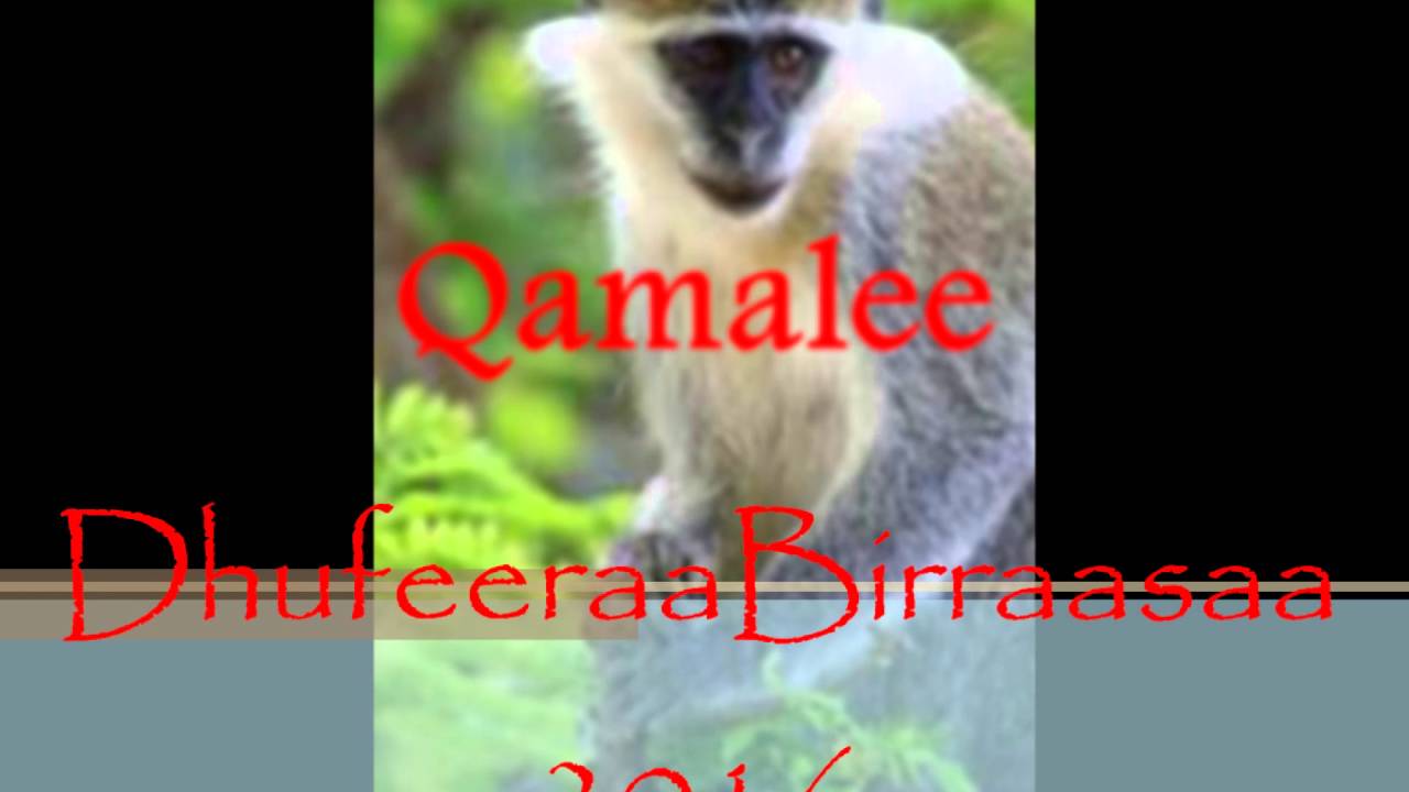 QAMALEE : DHUFEERAA BIRRAASAA : GOSPEL - YouTube
