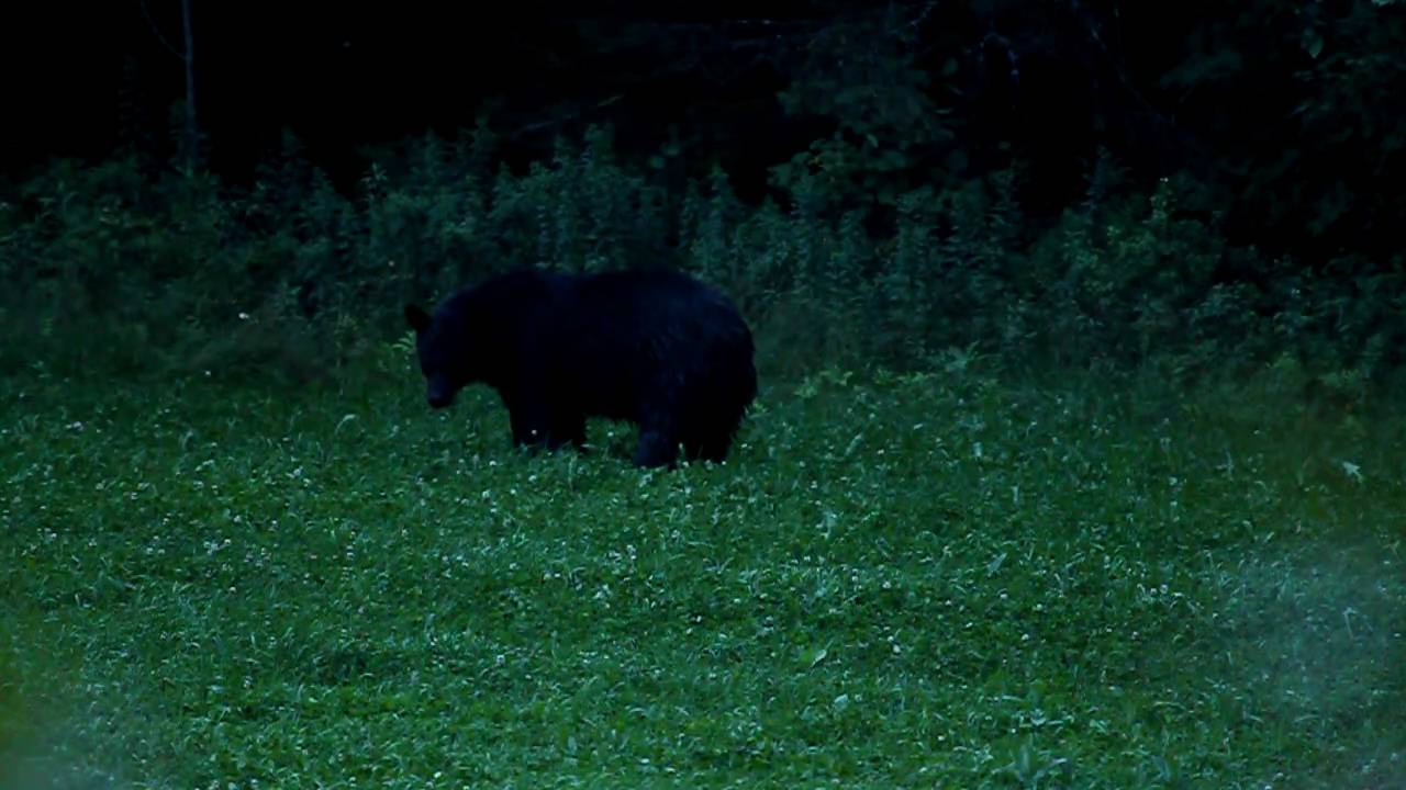 Vermont Black Bear - Maidstone, VT - Chris Hungerford Video - YouTube