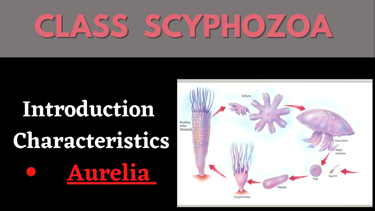 Class Scyphozoa |Characteristics |Aurelia| Miller &Harley chap09 - YouTube
