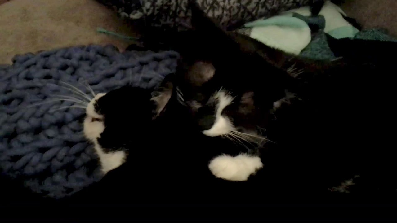 Kitties Youtube
