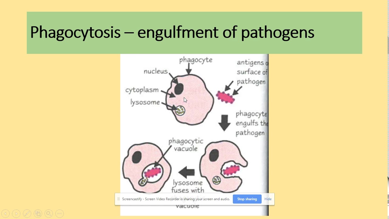 3.2.4 Defence mechanisms and phagocytosis. AQA A level biology - YouTube