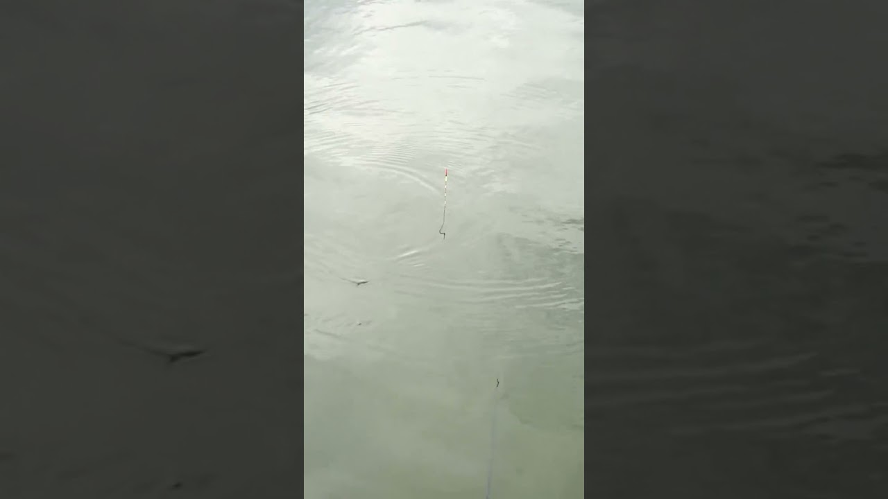 Top Seafood viral fish fishing Amazing fish video ,fishing video Tik ...