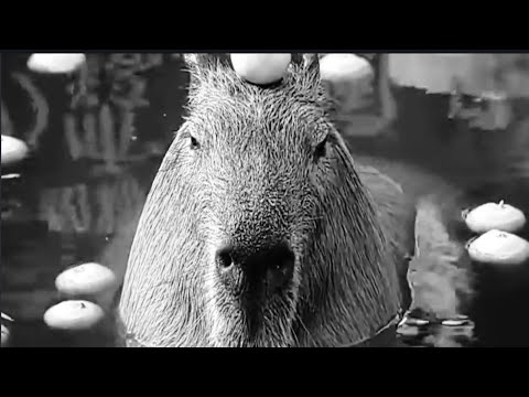 Sigma Capybara | Ok i pull up - YouTube