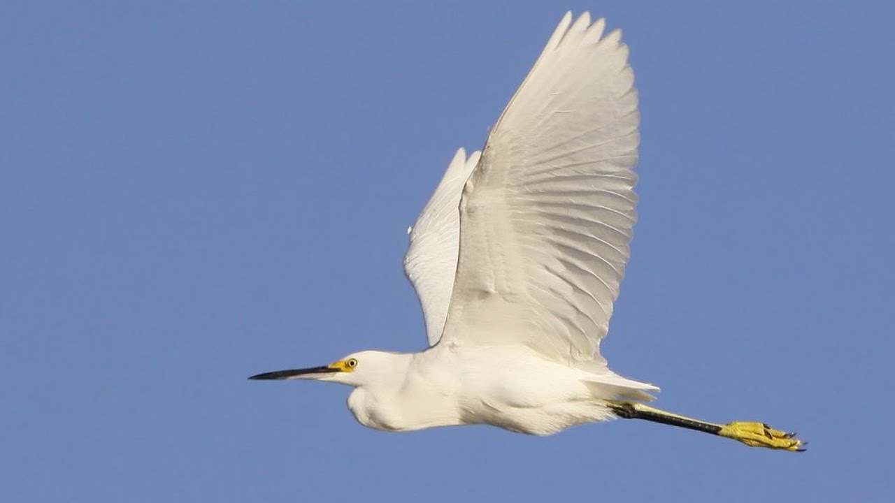 EGRET SOUNDS * What a Wonderful World * ANIMAL SOUNDS - YouTube