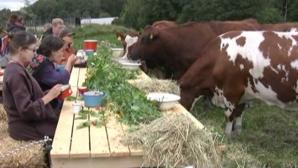 lunch with cows - YouTube