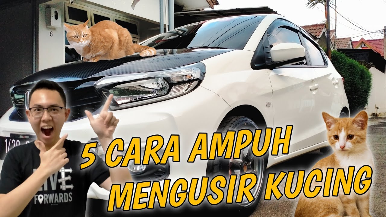 CARA AMPUH MENGUSIR KUCING LIAR DI KAP MOBIL | CARA MENGUSIR KUCING ...