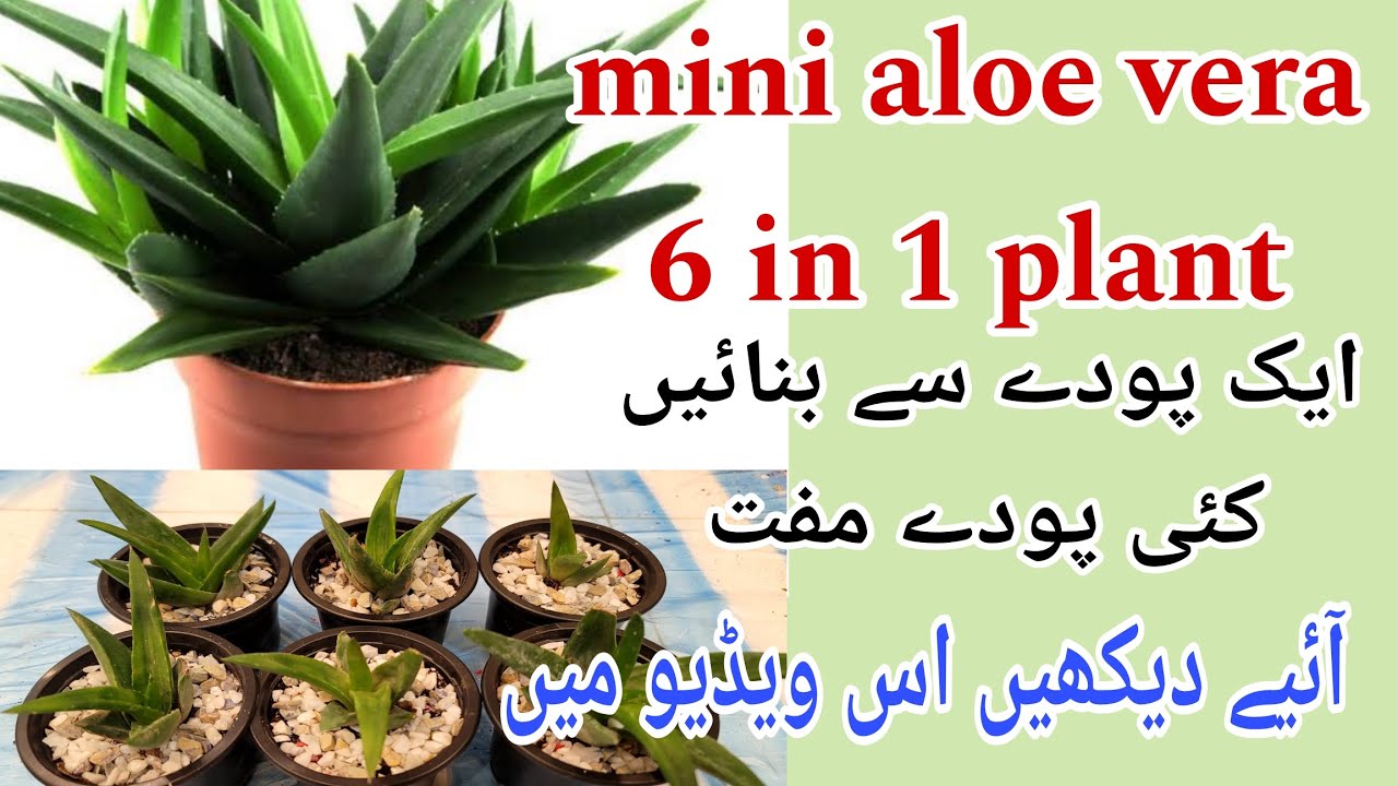 How to propogate mini aloe vera plant |and care tips| gardenista🌿 - YouTube