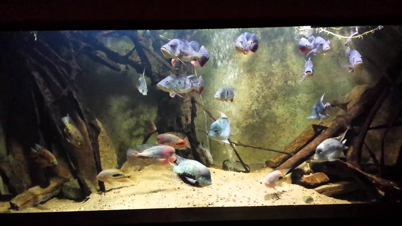 Bac 5000 l décembre 2014 - YouTube