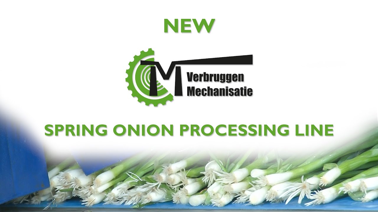 Spring onion processing line - YouTube