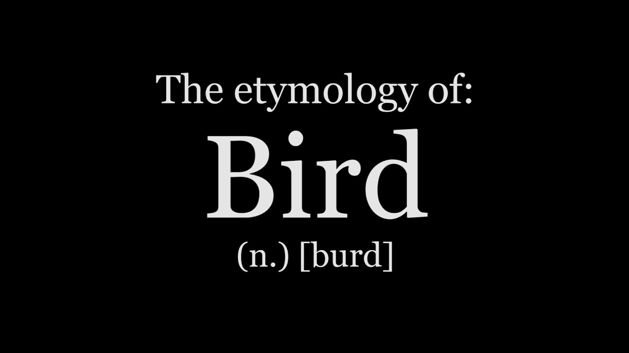 Etymology Of The Word Bird YouTube etymology-of-the-word-bird-youtube