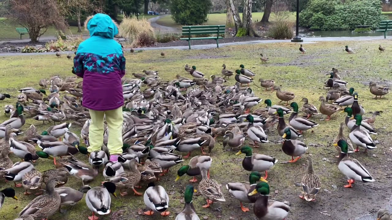Duck duck time - YouTube