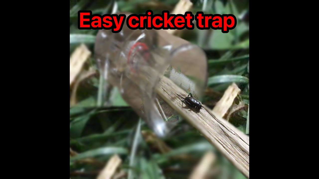 Simple cricket trap - YouTube