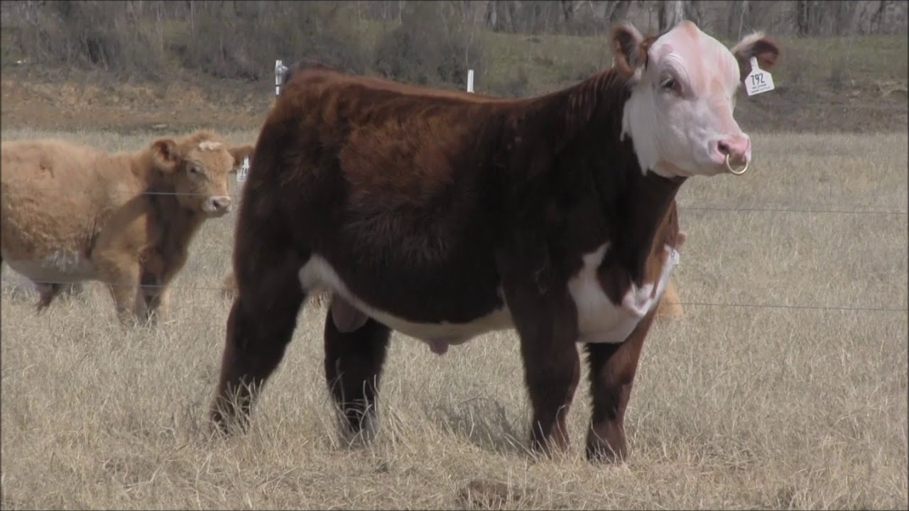 Tag 792 - Full Throttle Bull - YouTube