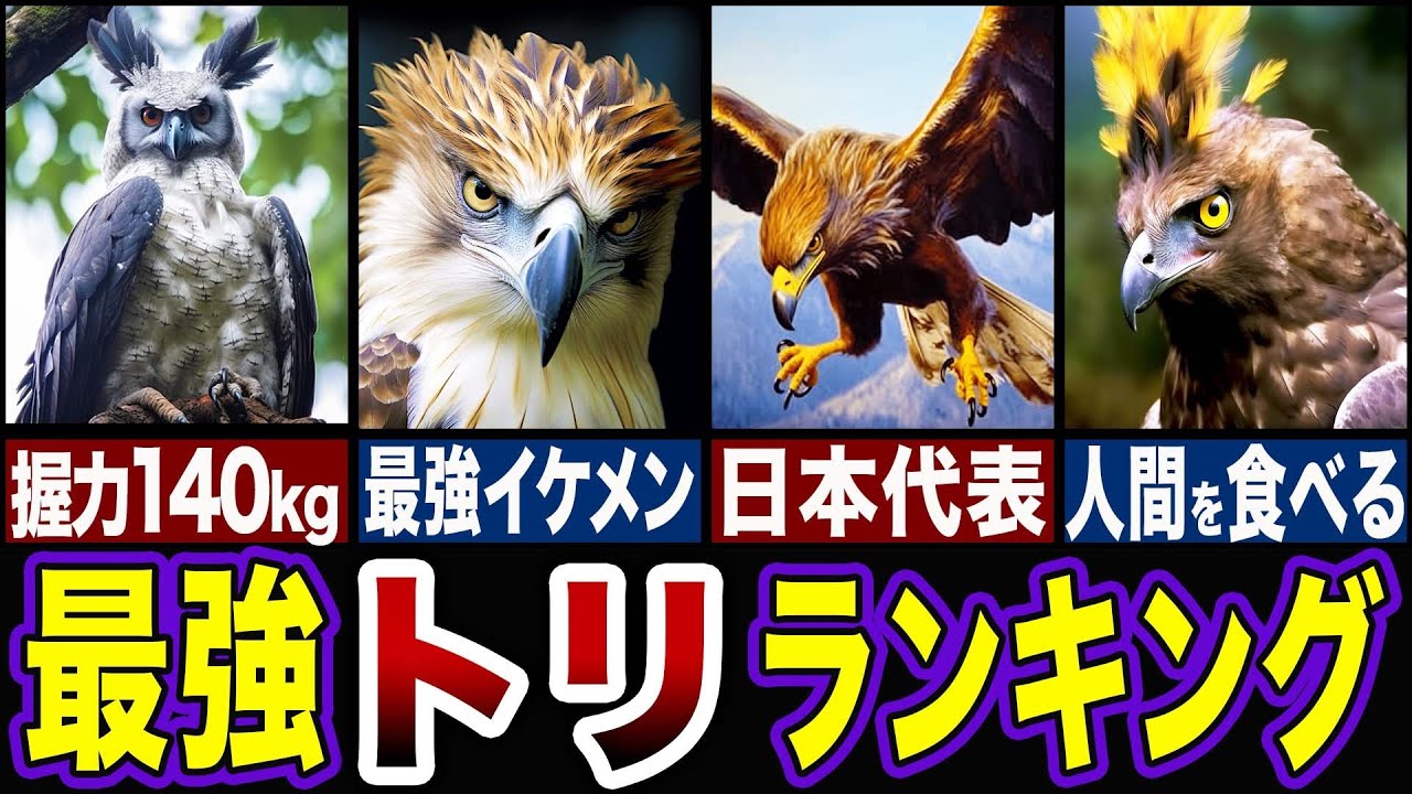 【世界最強】鳥類強さランキングtop5‼最強の鳥がヤバすぎた【ゆっくり解説】 Youtube 7892