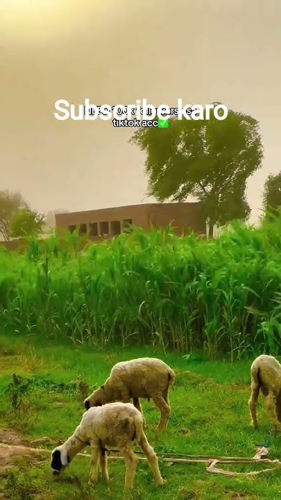 village life Pakistan Sindhi Rizwan Ali saraiki 990 Hala new Sindhi villag ...