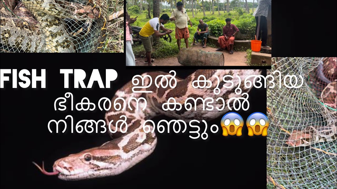 snake caught in fishing net😱😱#snakevideo #viralvideo#snake #python#cobra #indiancobra - YouTube