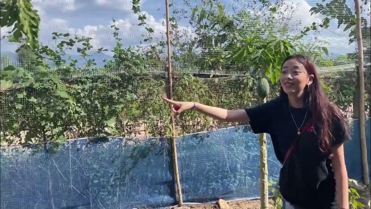 Txog sab thaib lawm yuav mus saib qaib thiab qav nawb - YouTube