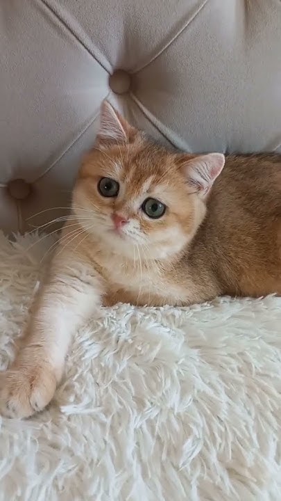 Мальчик sfs71ny11 Boys sfs71 ny11 #золотыешиншилы #золотыекотята #kitten #шотландскиекотята ...