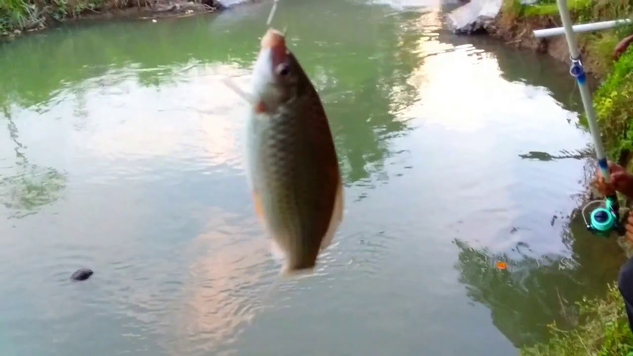 Mancing di Sungai Dekat Rumah, Dapat Ikan Tawes Besar - YouTube