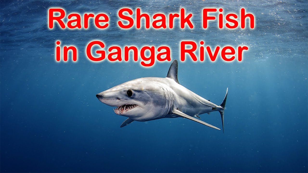 गंगा नदीमे अनोखी शार्क मछ्ली | Shark fish in ganga river | glyphis ...