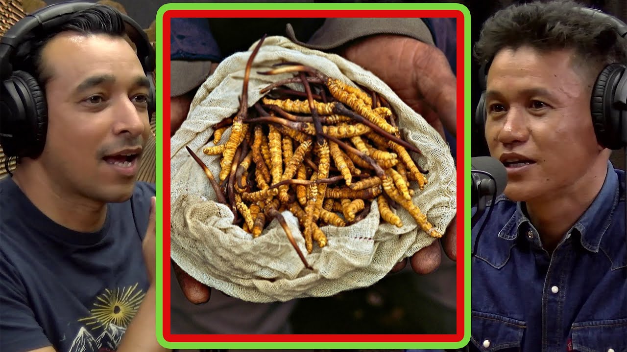 Uncovering The Mysteries Of Yarsha Gumba: The Himalayan Miracle Herb! - YouTube