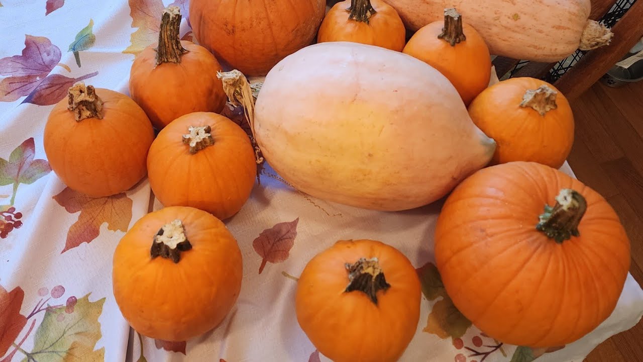 Preserving Pumpkins | Pumpkin Puree | Pumpkin Muffins | Roasted Pumpkin ...