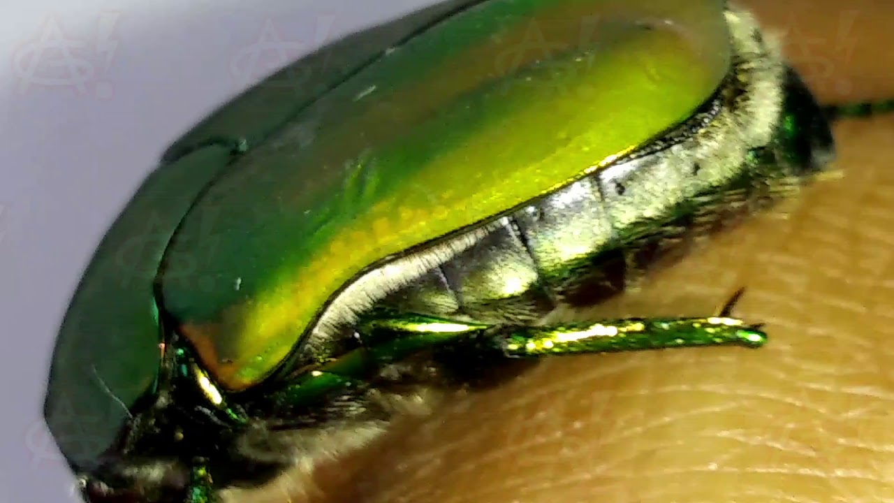 Simpático Escarabajo Verde Metálico - YouTube