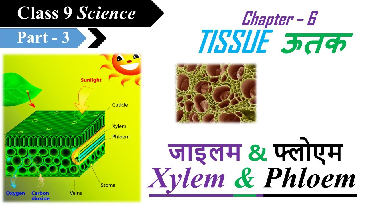 Xylem And Phloem Complex Permanent Tissue Chapter 6 Tissue Class xylem-and-phloem-complex-permanent-tissue-chapter-6-tissue-class