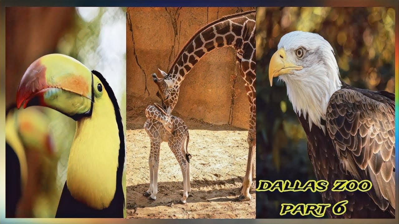 Meet the Incredible Animals at the Dallas Zoo! - YouTube