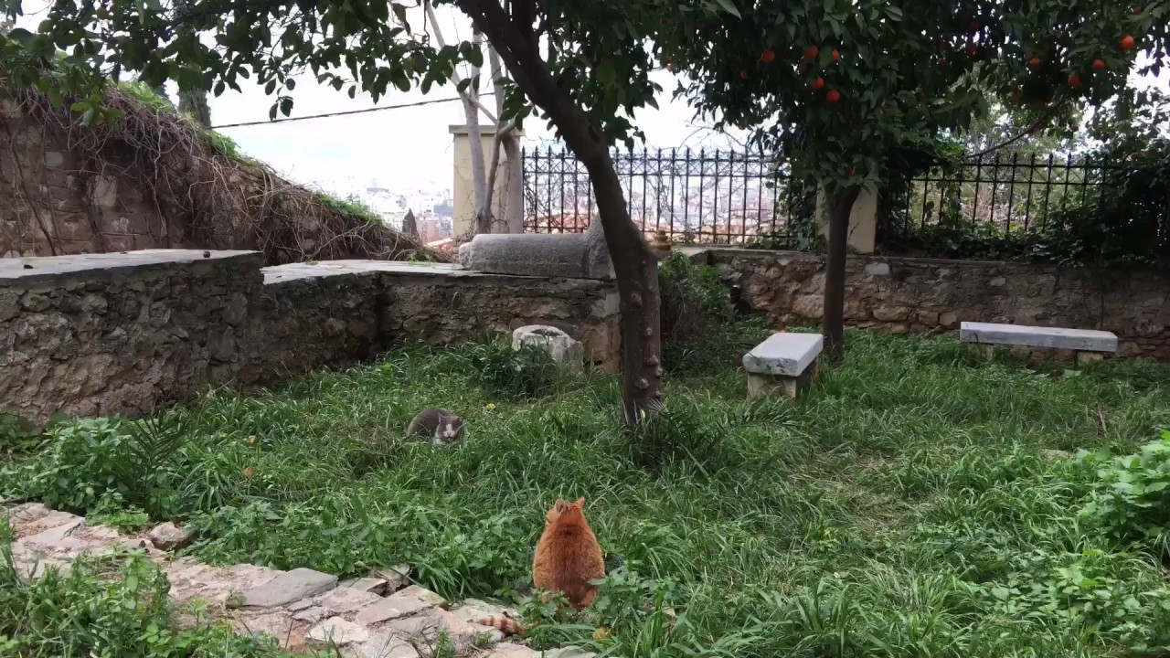 Cats of plaka Athens - YouTube
