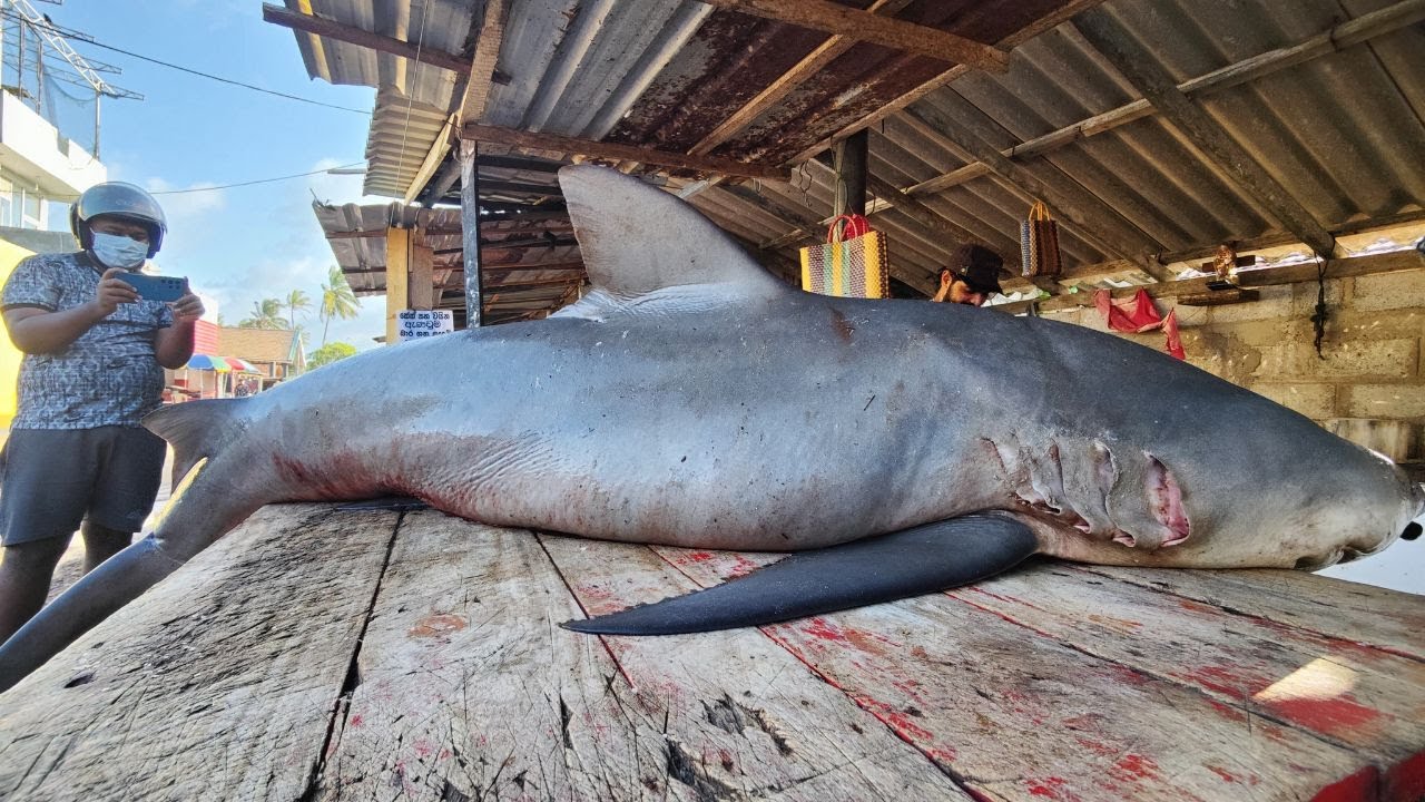 Wow! 500kg Giant Shark Cutting at Fishing Village Market Real Fish ...