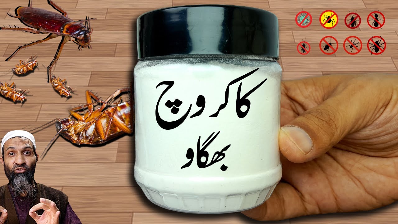 How to Get Rid of Cockroaches Naturally with 3 Ingredients | Quick ...