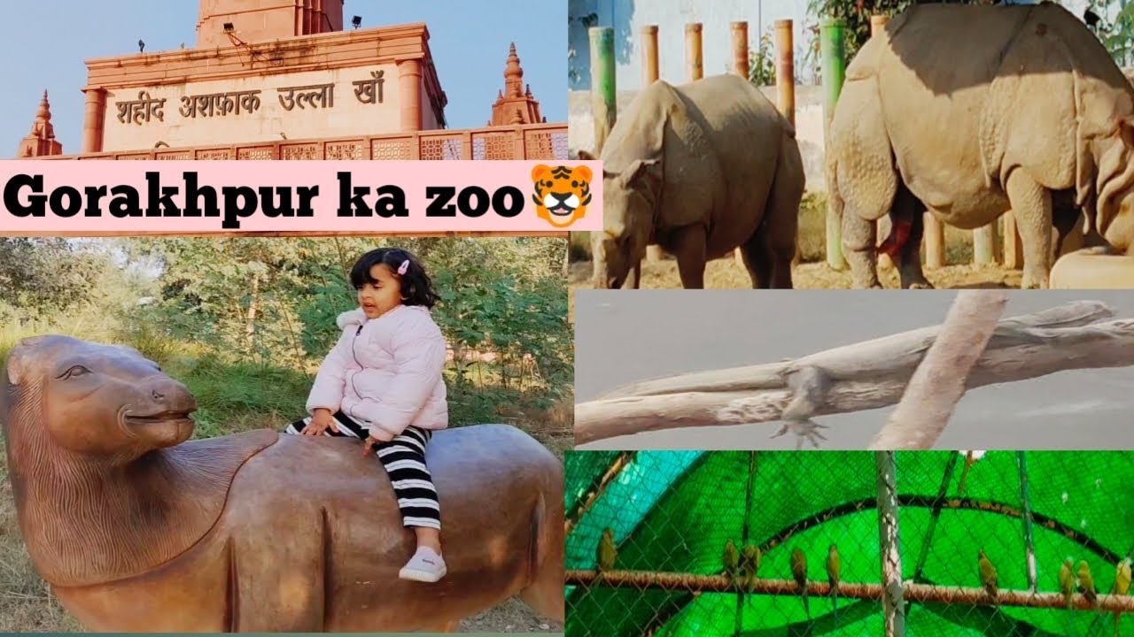 Gorakhpur ka zoo 🐯🐰 - YouTube