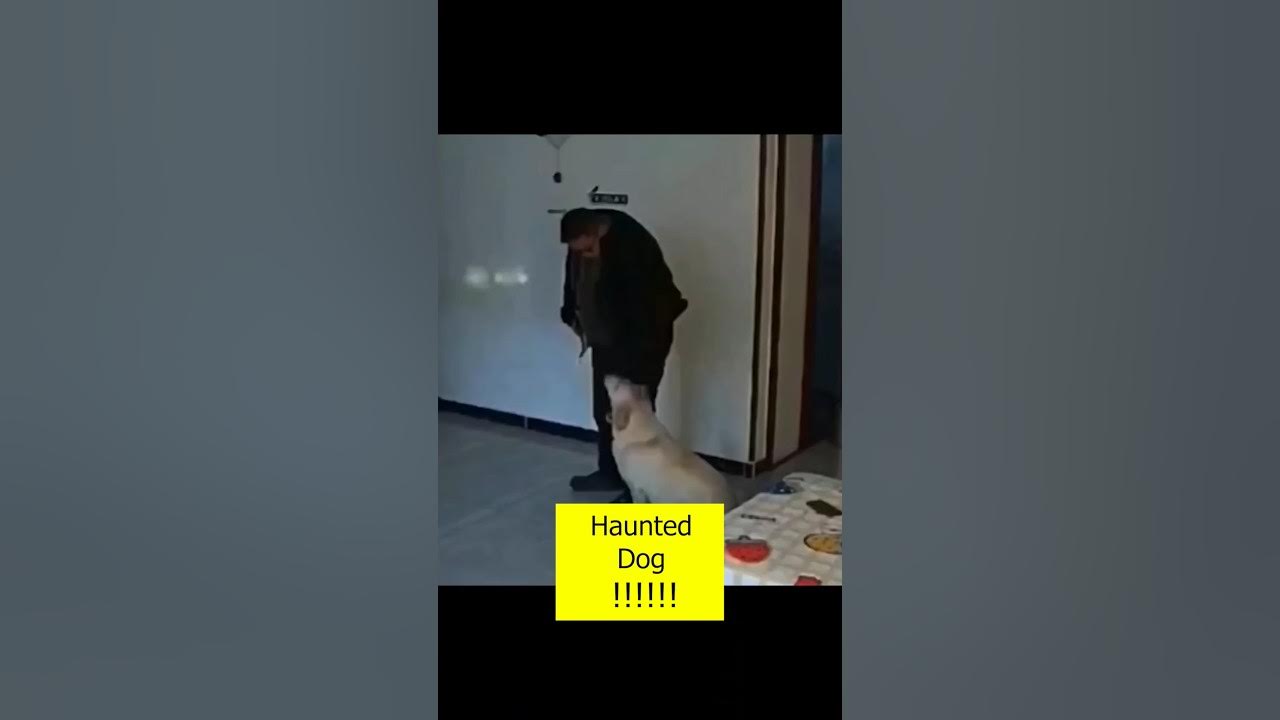 Ghost Dog caught on Camera #hauntedhouse #hauntedroom #haunteddog # ...