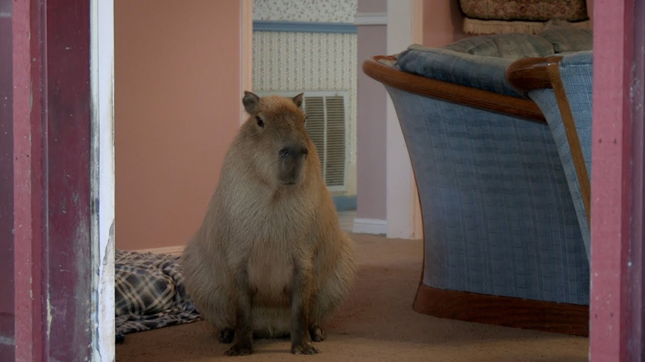 Gari the Capybara Puts the 'Cute' in -- 'Rodent'? - YouTube
