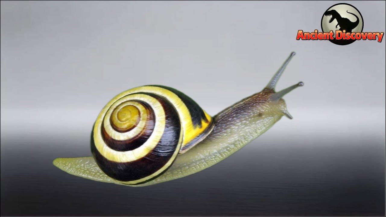 Mollusks Part 1 | The Happy Evolutionary Journey of Gastropoda ...