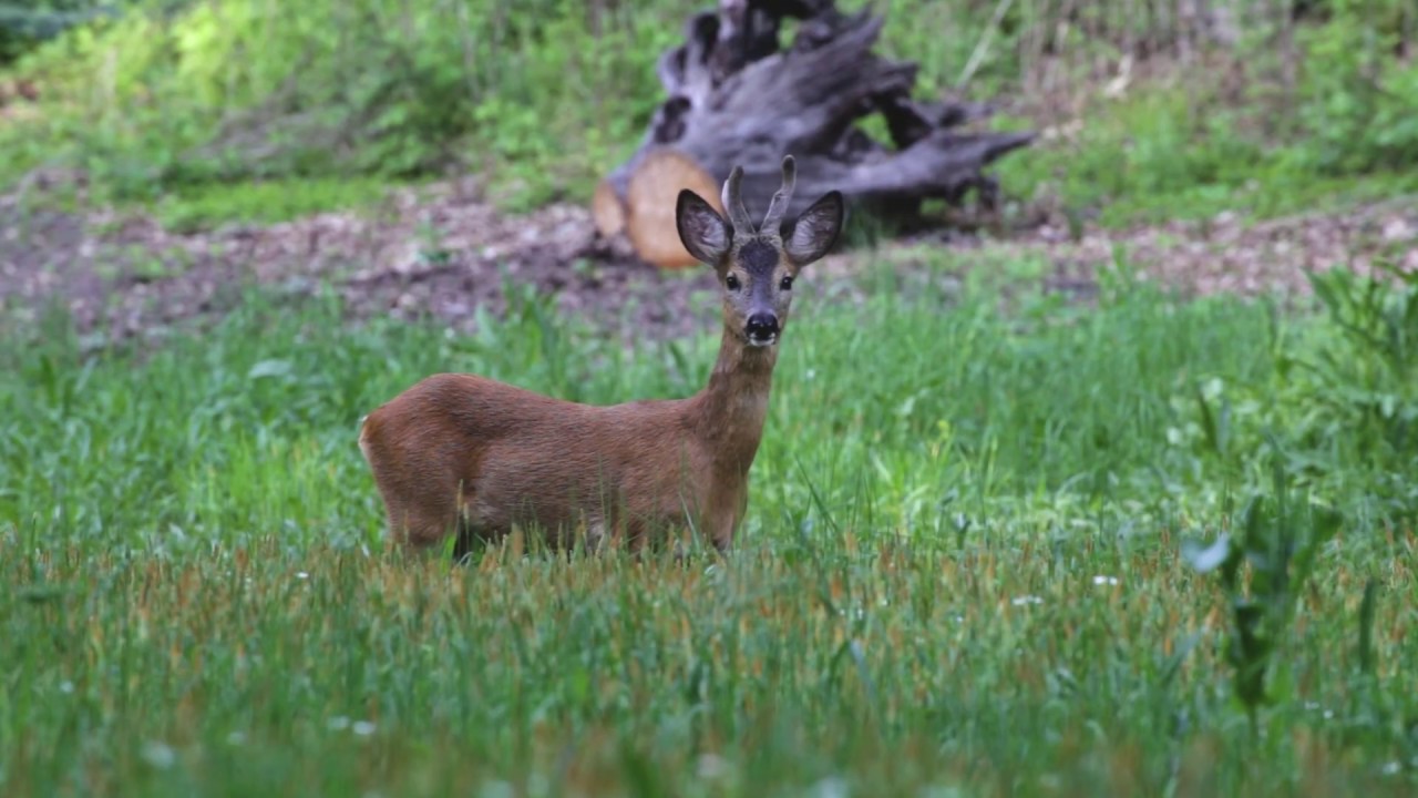 Spring in the forest - Romania - YouTube
