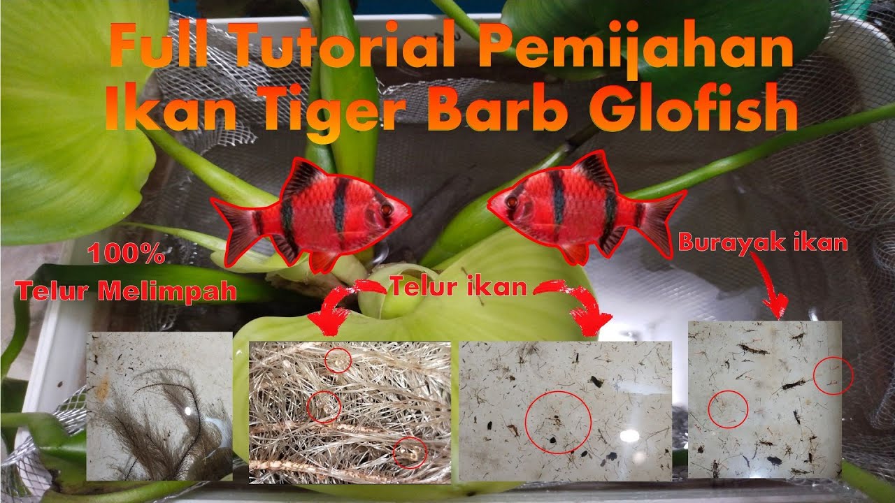 FULL TUTORIAL BREEDING GLOFISH SUMATRA TIGRE BARB #fish #ikan # ...