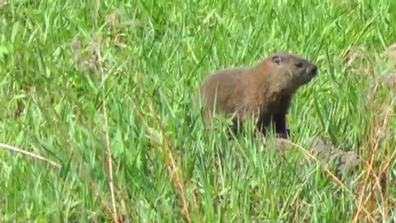 Spring groundhog feeding and digging by WillCFish Tips and Tricks ...