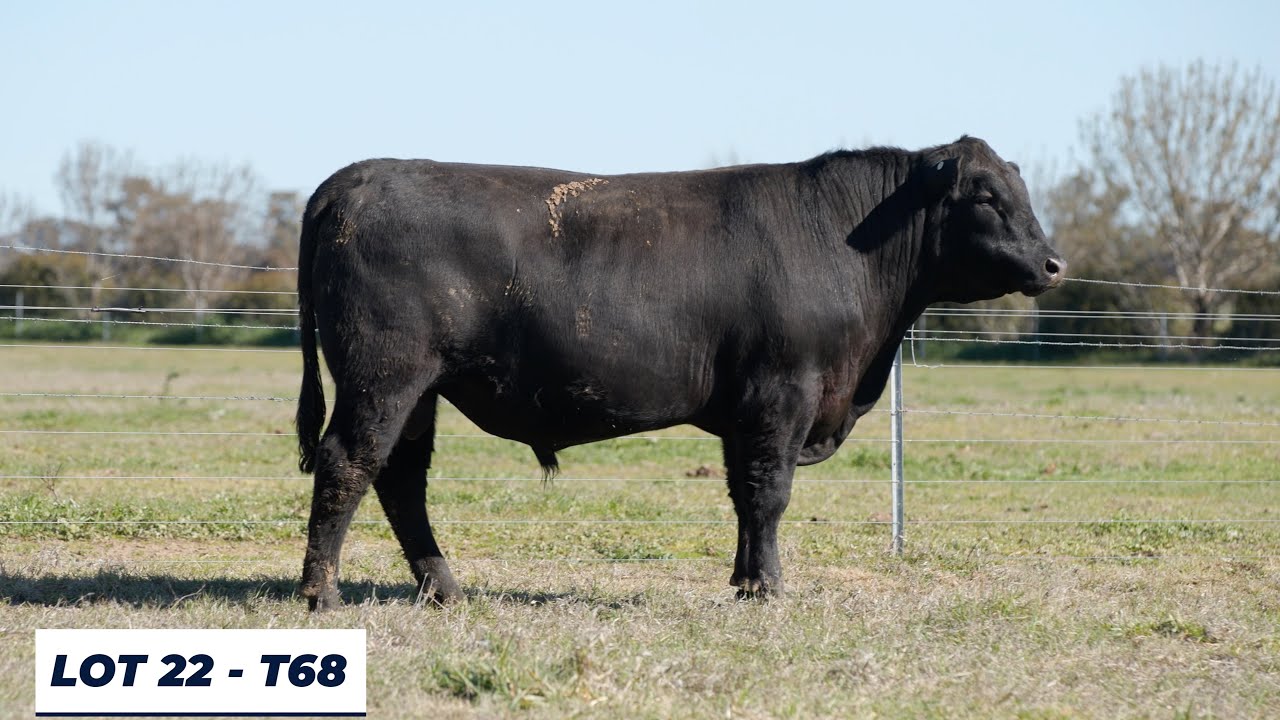 LOT 22 - T68 - YouTube