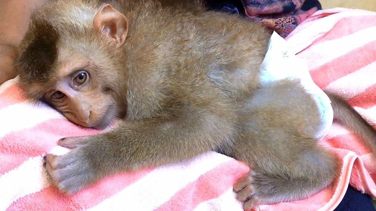 Fluffy Little Jason Rest Head On Lap Mom With Softly Manner - YouTube