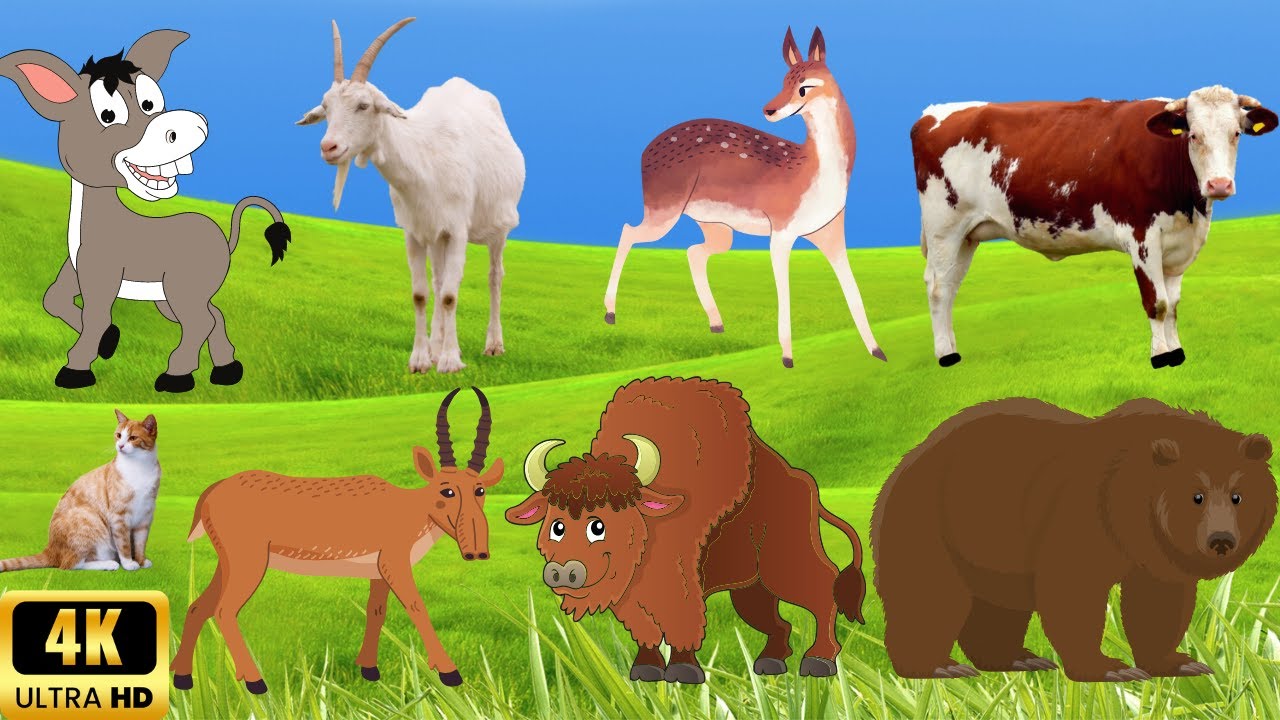 ANIMAL SOUNDS - CAT SOUND, DOG SOUND, COW SOUND, LION SOUND - FARM ...