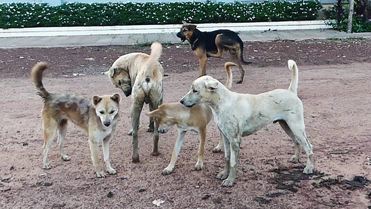 Bally is gang Bella no allow other male dogs stay close by || #1772 ...