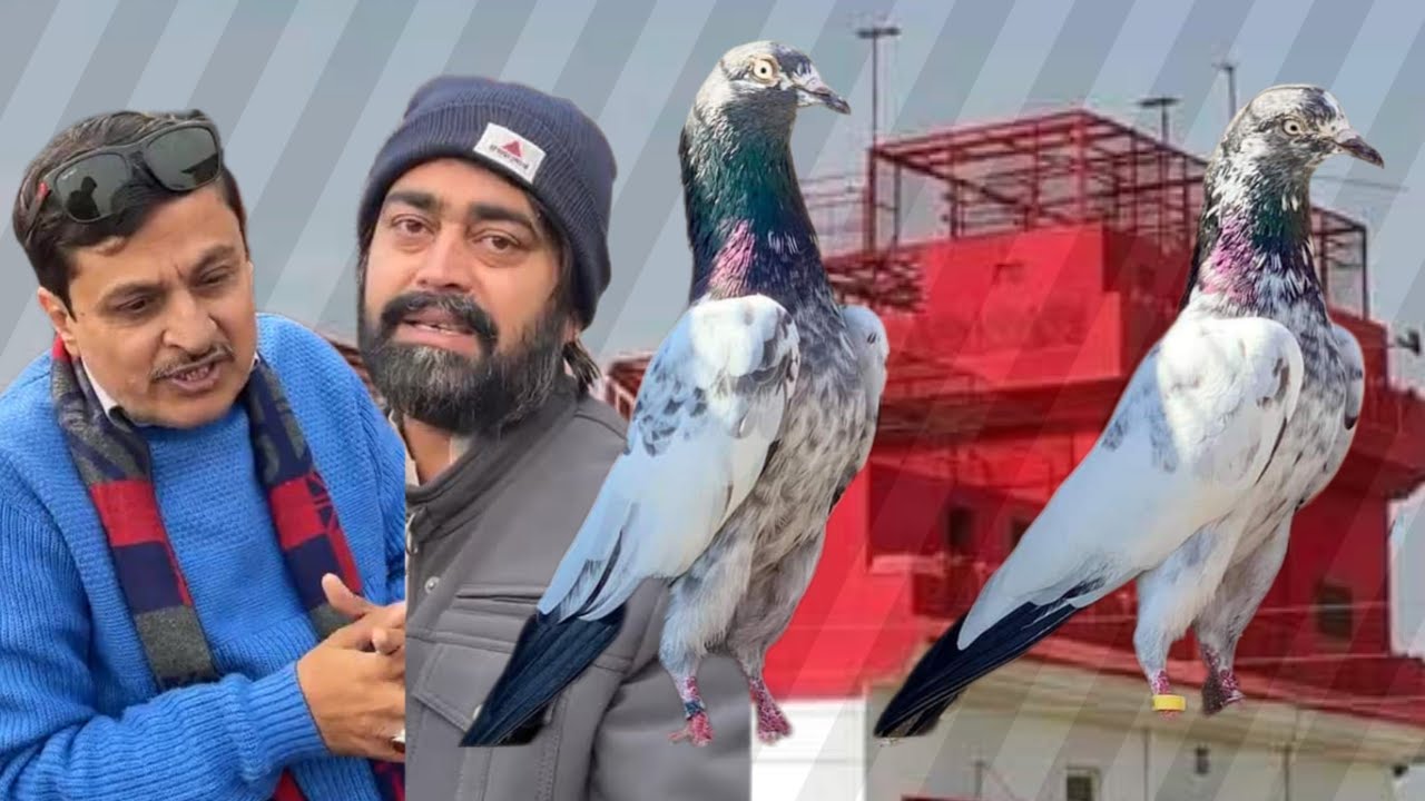 Ustad Waheed Gujjar Kashmir Bakery of Lahore ki chat se pigeons shoq - YouTube