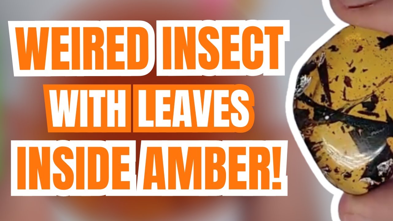 Weird Insect with Leaves Inside Amber!! - YouTube