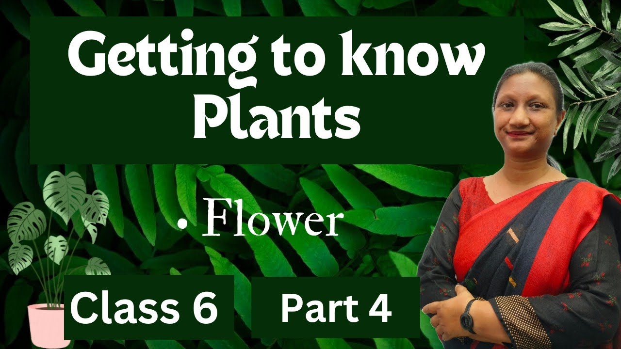 Class 6 Science Chapter 4 | Getting to know plants ☘️ | NCERT | Part 4 ...