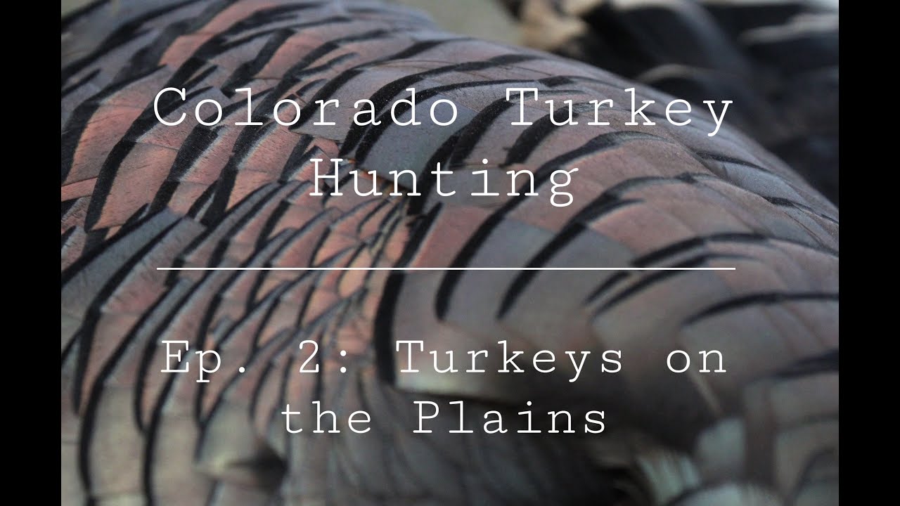 Colorado Turkey Hunting, Ep. 2; Turkeys on the Plains! - YouTube
