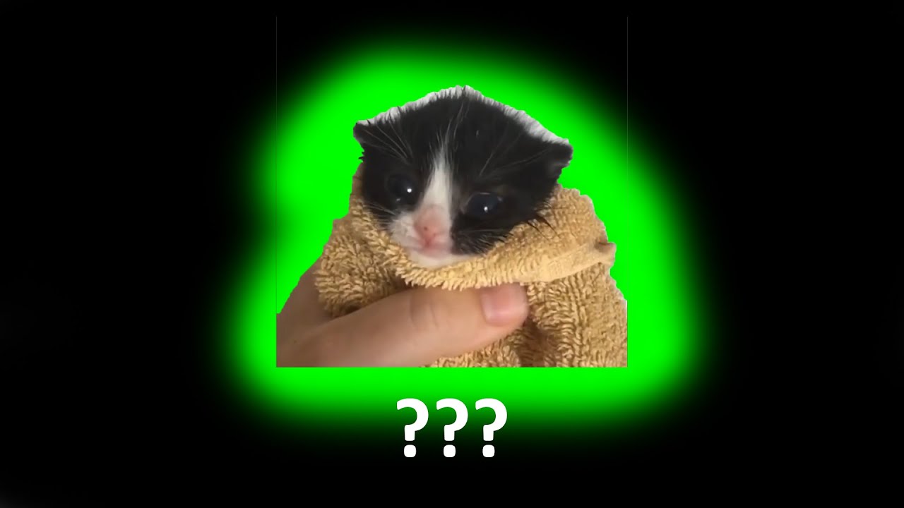 10 Kitten Meows Sound Effects - YouTube