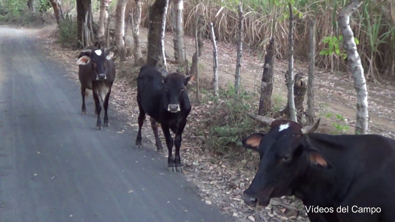 Sacando las vacas del potrero. - YouTube